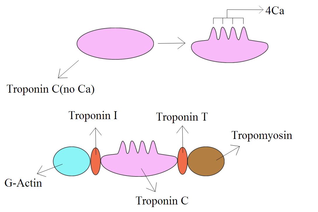 Purified Proteins | ImmunoReagents